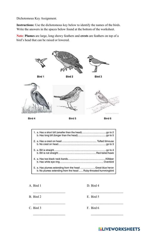 Free Printable Dichotomous Key Worksheet Free Printables