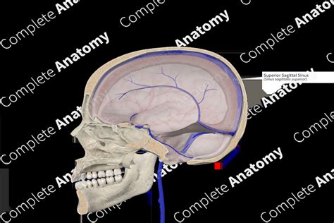 Superior Sagittal Sinus Complete Anatomy