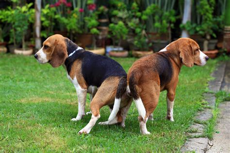 Two Male Dogs Having Sex Taft Independent