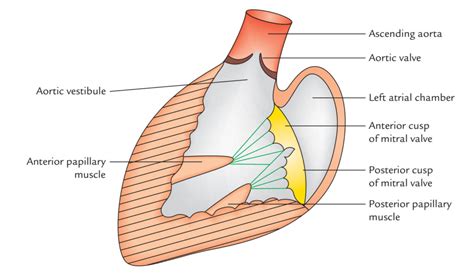 Left Atrium Earths Lab