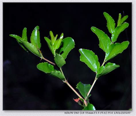 【黑底的枣树叶摄影图片】八里岔生态摄影 小桥西的取景窗 太平洋电脑网摄影部落