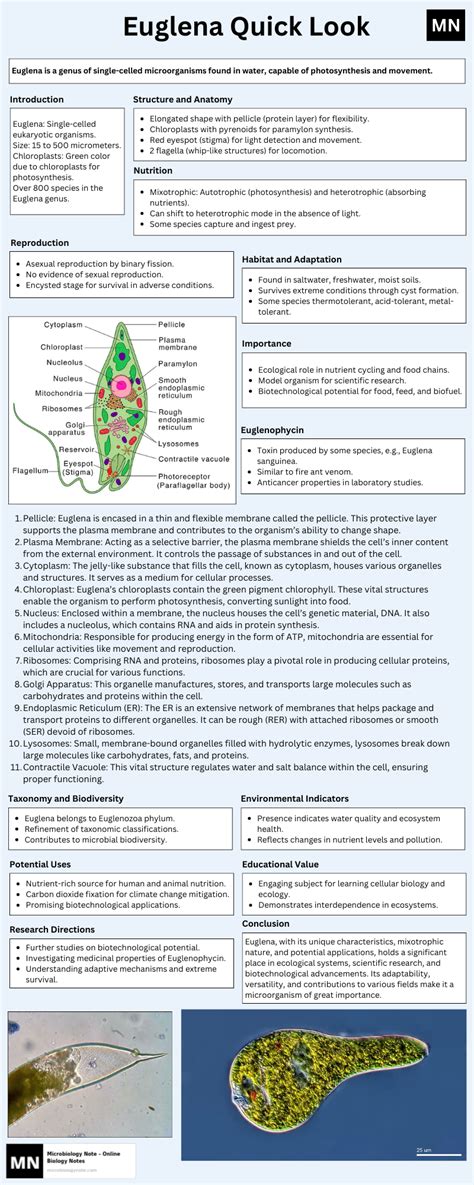 Euglena Characteristics Classification Structure