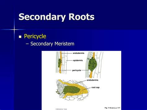Ppt Vegetative Structure Powerpoint Presentation Free Download Id