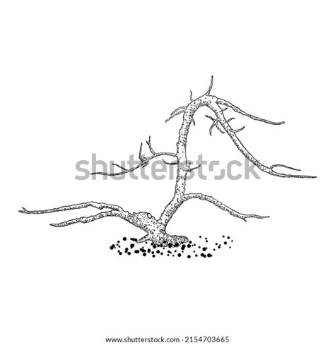 Naked Tree Hand Drawn Isolated Shape Stock Vector Royalty Free Shutterstock