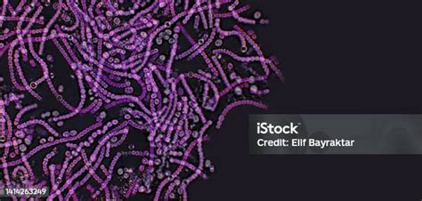 프로바이오틱스 검은 배경에 유산균 박테리아와 미생물 현미경 프로바이오틱스 박테리아 식물 화학 반응에 대한 스톡 사진 및 기타 이미지 Istock