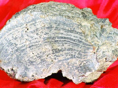 Fossils 33