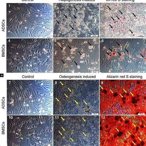 Mineralization Analysis Of Osteogenesis In Adscs And Bmscs Analysis Of