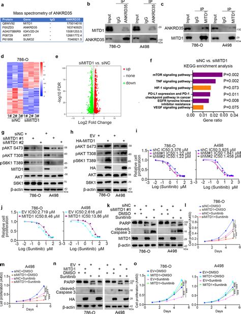The Ankrd35 Binding Partner Mitd1 Decreases Sensitivity To Sunitinib In Download Scientific