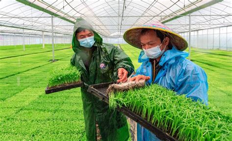 江西永新育秧苗备春播 医药医改频道 东方养生