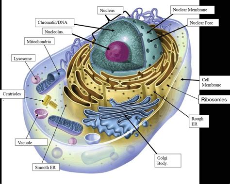 Animal Cell Structure Charts Diagrams Graphs