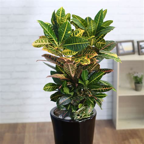 관엽화분 1m~1m30 풍성한 잎을 가지고 있는 크로톤 꽃배달 플라워119꽃배달서비스 관엽화분 1m~1m30 풍성한 잎을 가지고 있는 크로톤