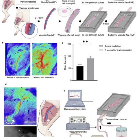 Fabrication Of Functional Vascularized Endocrine Tissue By Ex Vivo