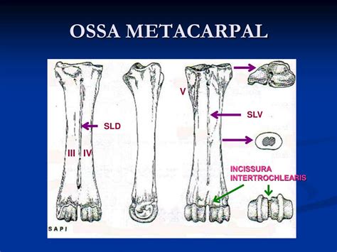 Ppt Osteology Powerpoint Presentation Free Download Id 2176845