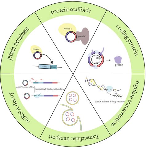 Functions Of CircRNAs CircRNAs Can Maintain R Loop Structure To Download Scientific Diagram
