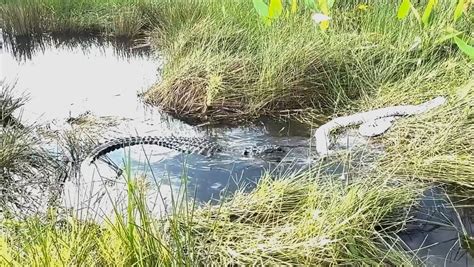 Video Shows Alligator Eating Invasive Python In Florida Everglades