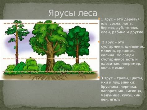 Презентация по окружающему миру 2 класс Какие бывают растения