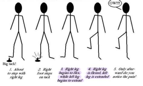Ot333 Polysynaptic Reflexes Flashcards Quizlet
