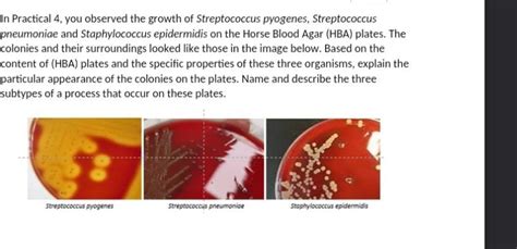 Streptococcus Pyogenes