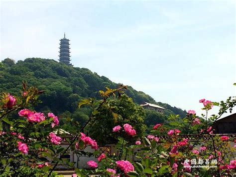 都昌南山垻頭月季紅爭相竟放 每日頭條
