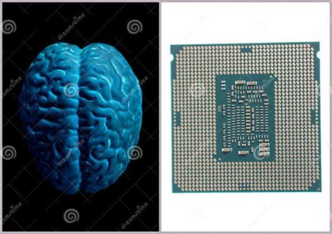 Human Brain Anatomical Model With Cpu Processor Microchip Stock Illustration Illustration Of