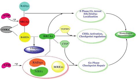 The Specific Role Of Brca1 And Brca2 In The Regulation Of The Cell