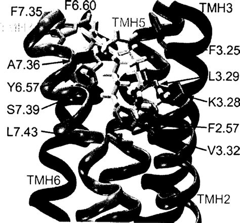 Endocannabinoid Binding To The Cannabinoid Receptors What Is Known And What Remains Unknown Pmc