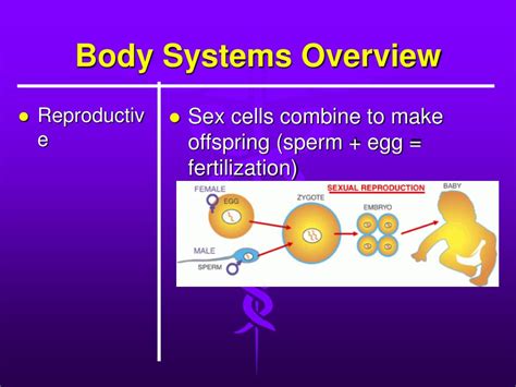 PPT Introduction To The Body Systems PowerPoint Presentation Free Download ID