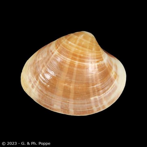 Shells For Sale Shown By Species Veneridae Pitar Affinis For Sale