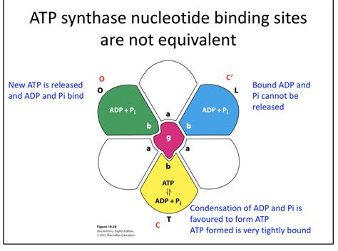 Diagram Of Atp Synthase Visual Quizlet