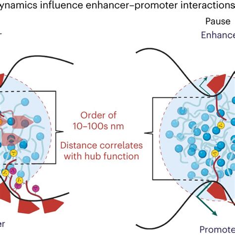 Updated Model Integrating Rna Pol Ii Dynamics Into Enhancerpromoter