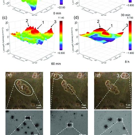 Scanning Vibrating Electrode Technique Svet Mappings A−d Of The Download Scientific Diagram