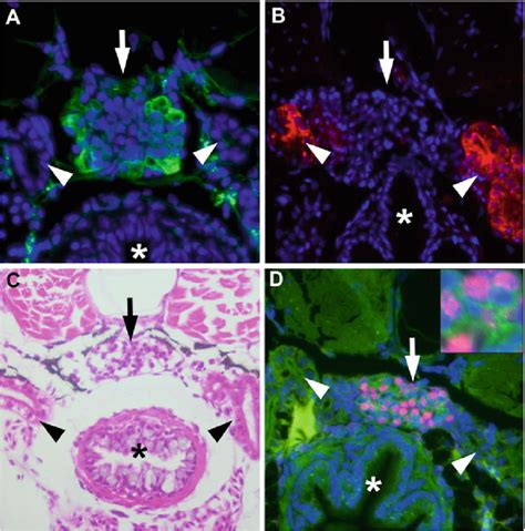 Paraffin Transverse Sections Though A 72 Hpf Zebrafish Embryo A 500