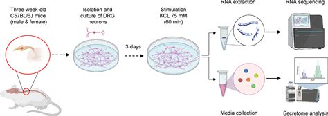 Transcriptome And Secretome Profiling Of Sensory Neurons Reveals Sex