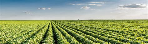 Vault® Np Liquid Inoculant For Soybean