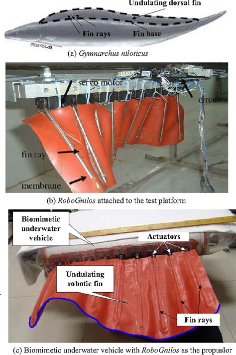 Figure 1 From Effective Motion Control Of The Biomimetic Undulating Fin Via Iterative Learning