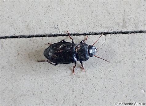 Harpalinae Sp