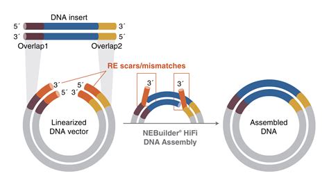 Four Alternative And Powerful Cloning Applications Of Nebuilder Hifi Dna Assembly Neb