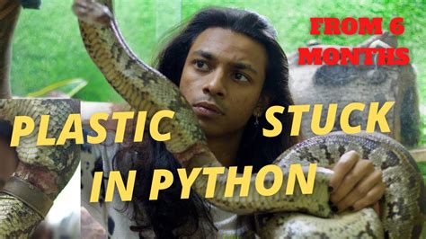 Plastic Stuck In Python Removed Youtube