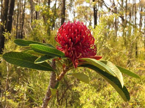 New South Wales Waratah L Stunning Our Breathing Planet