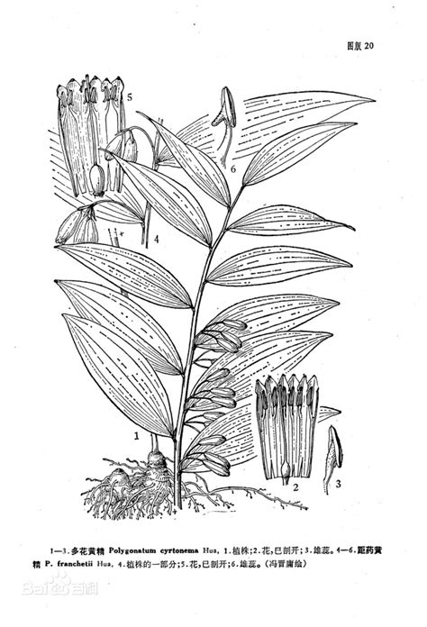 多花黄精图片百度百科 花瓣网