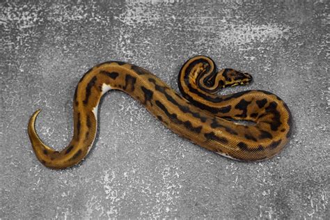 Confusion Enchi Pied Reality Ball Python
