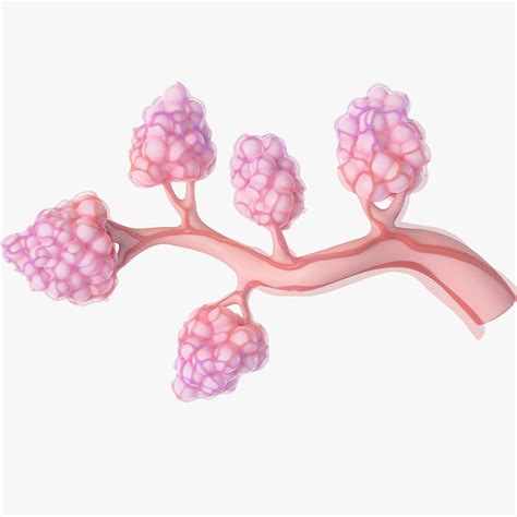 3d модель анатомии млечного протока молочной железы