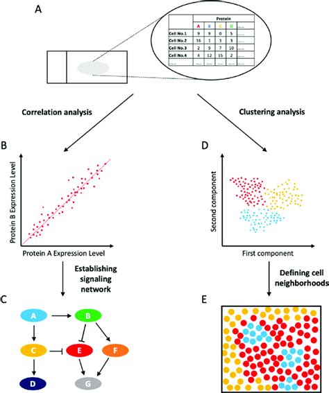 A By Multiplexed In Situ Protein Profiling The Abundances Of Various Download Scientific