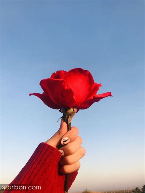 دانلود آهنگ Only Love Can Hurt Like This ریمیکس تیک تاک با صدای زن بچه