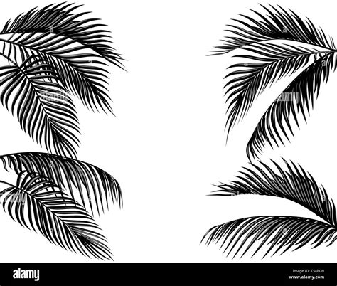 Palm Tree Leaf Clip Art Black And White