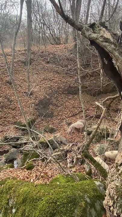 სახლიდან შორს უღრან ტყეში Youtube