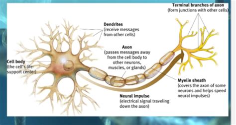 PSYC Exam 1 Flashcards Quizlet
