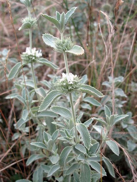Bijela Marulja Marrubium Incanum Plantea