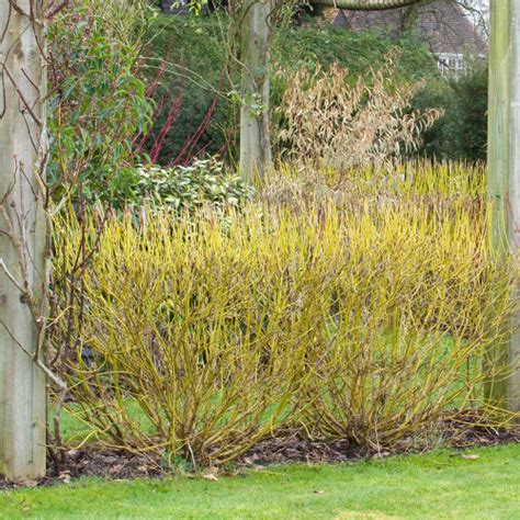 Shop Cornus Sericea Flaviramea J Parkers