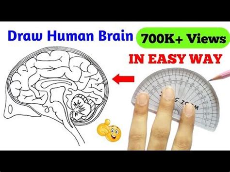 How To Draw Brain How To Draw Brain Easily How To Draw Structure Of Brain YouTube In 2024